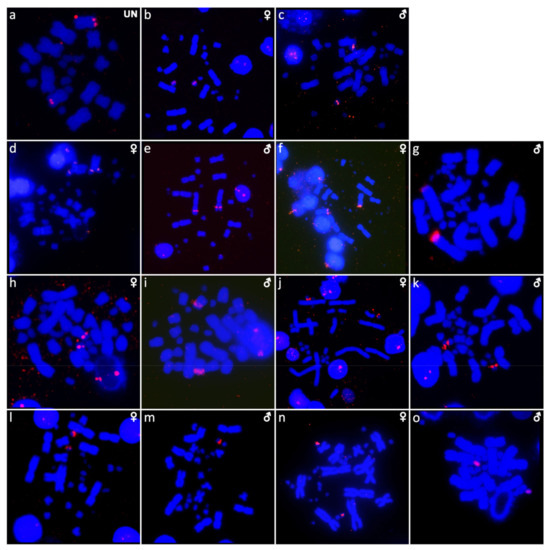 Cytogenetically Elusive Sex Chromosomes in Scincoidean Lizards