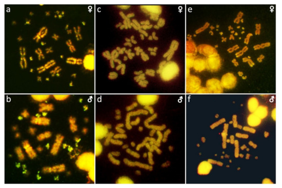 Cytogenetically Elusive Sex Chromosomes in Scincoidean Lizards