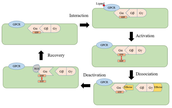 Research Advances in Heterotrimeric G-Protein α Subunits and ...