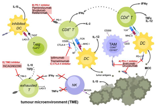 IJMS | Free Full-Text | T-Cell Responses in Merkel Cell Carcinoma ...