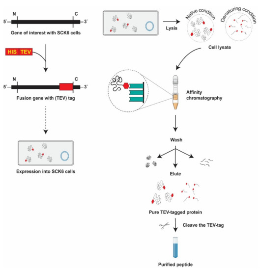 Antimicrobial Peptides from Plants: A cDNA-Library Based Isolation, Purification ...