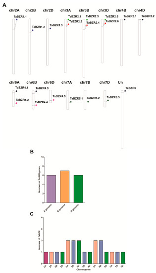 Genome-Wide Identification and Characterization of the Brassinazole ...