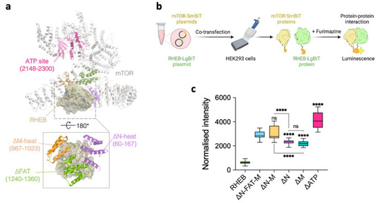 Evaluation of the Binding Kinetics of RHEB with mTORC1 by In-Cell and ...