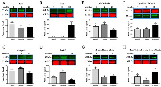 Advanced Glycation End Products Are Retained in Decellularized Muscle ...