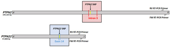 Modulation of PTPN2/22 Function by Spermidine in CRISPR-Cas9-Edited T ...