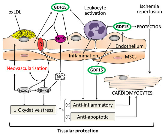 IJMS | Free Full-Text | GDF15 and Cardiac Cells: Current Concepts and ...