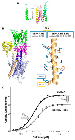 Nothing Regular about the Regulins: Distinct Functional Properties of ...