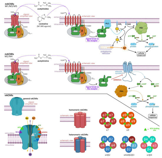 Neuropharmacology of Cevimeline and Muscarinic Drugs—Focus on Cognition ...