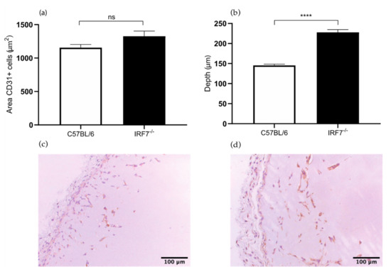 IJMS | Free Full-Text | In Vivo Matrigel Plug Assay as a Potent Method ...