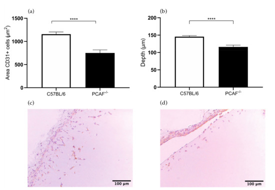 IJMS | Free Full-Text | In Vivo Matrigel Plug Assay as a Potent Method ...