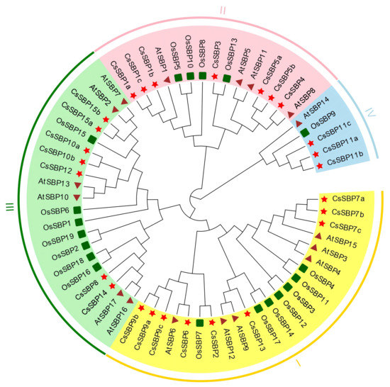 Genome-Wide Characterization and Expression Analysis of the SBP-Box ...