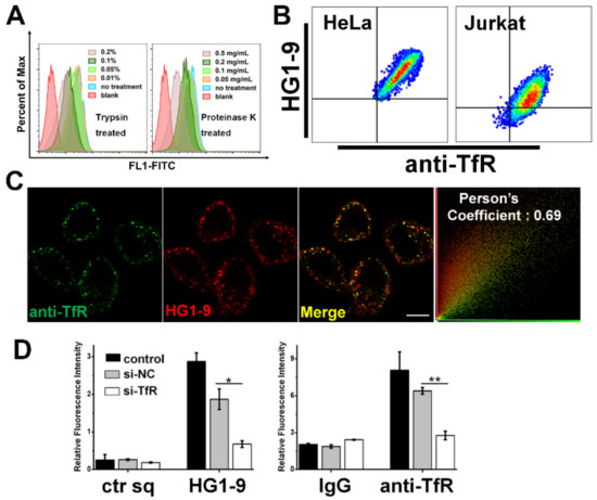 A DNA Aptameric Ligand of Human Transferrin Receptor Generated by Cell ...