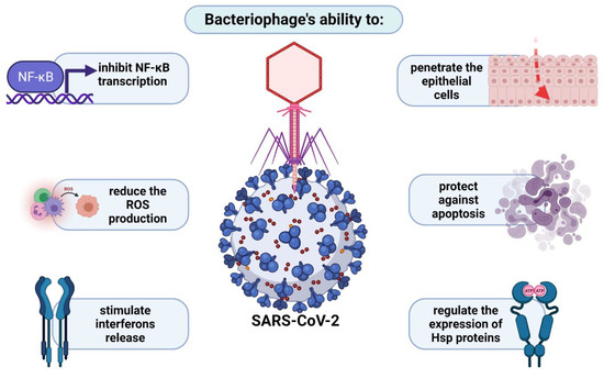 Interactions of Bacteriophages with Animal and Human Organisms—Safety ...