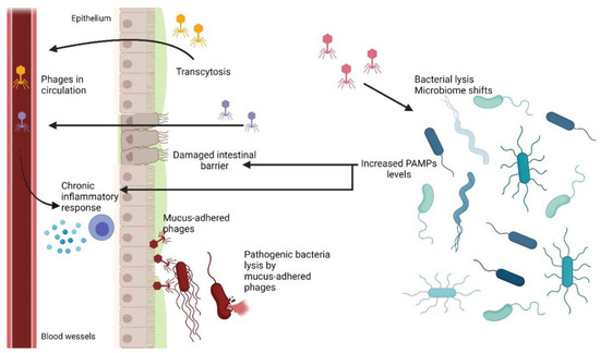 Interactions of Bacteriophages with Animal and Human Organisms—Safety ...