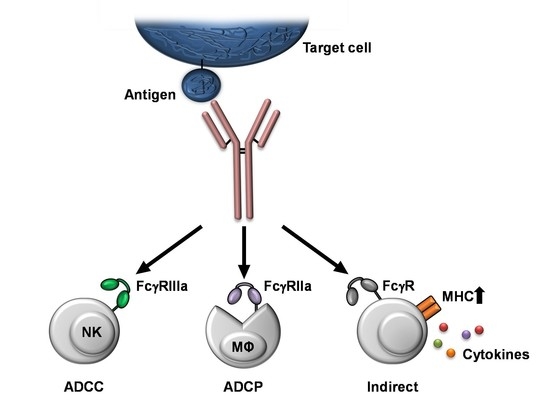 IJMS | Free Full-Text | The Role of Fc Receptors on the Effectiveness of Therapeutic Monoclonal ...