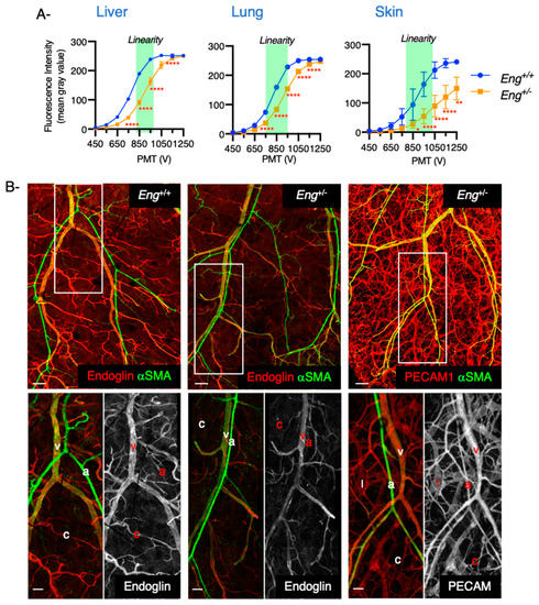 Thresholds of Endoglin Expression in Endothelial Cells Explains ...