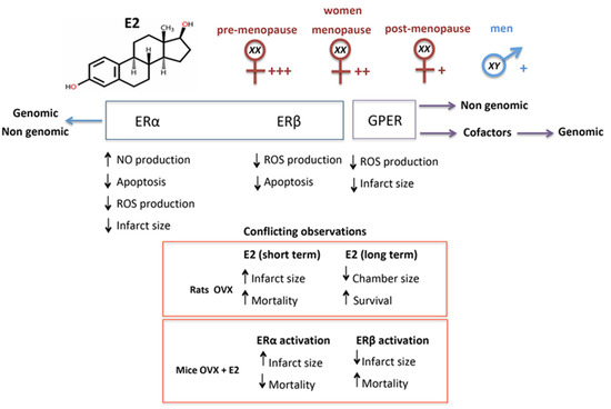 Role of β-Adrenergic Receptors and Estrogen in Cardiac Repair after ...
