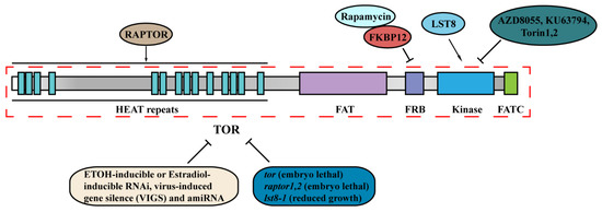 Contributions of TOR Signaling on Photosynthesis