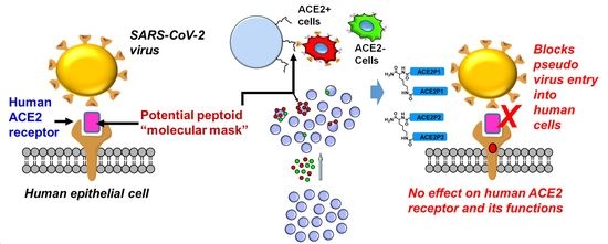 IJMS | Free Full-Text | “Molecular Masks” for ACE2 to Effectively and Safely Block SARS-CoV-2 ...