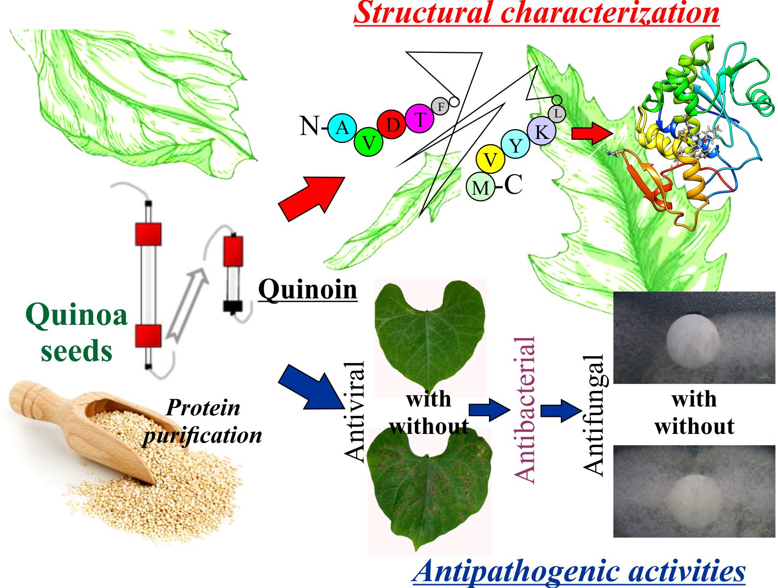 IJMS | Free Full-Text | The Structural Characterization and ...