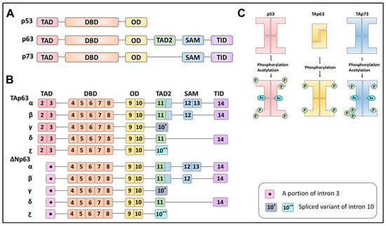 The Role of Mutant p63 in Female Fertility