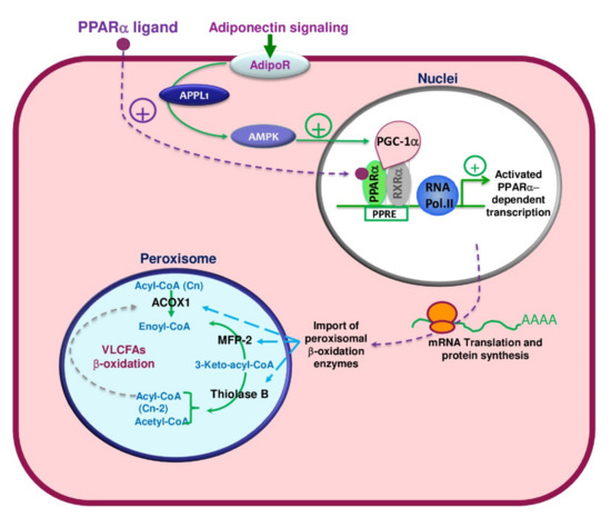Mechanisms Mediating the Regulation of Peroxisomal Fatty Acid Beta ...