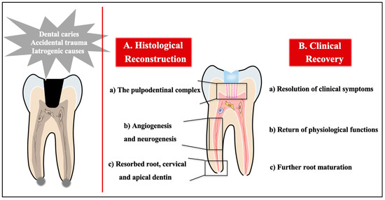 Functional Dental Pulp Regeneration: Basic Research and Functional Dental Pulp Regeneration: Basic Research and