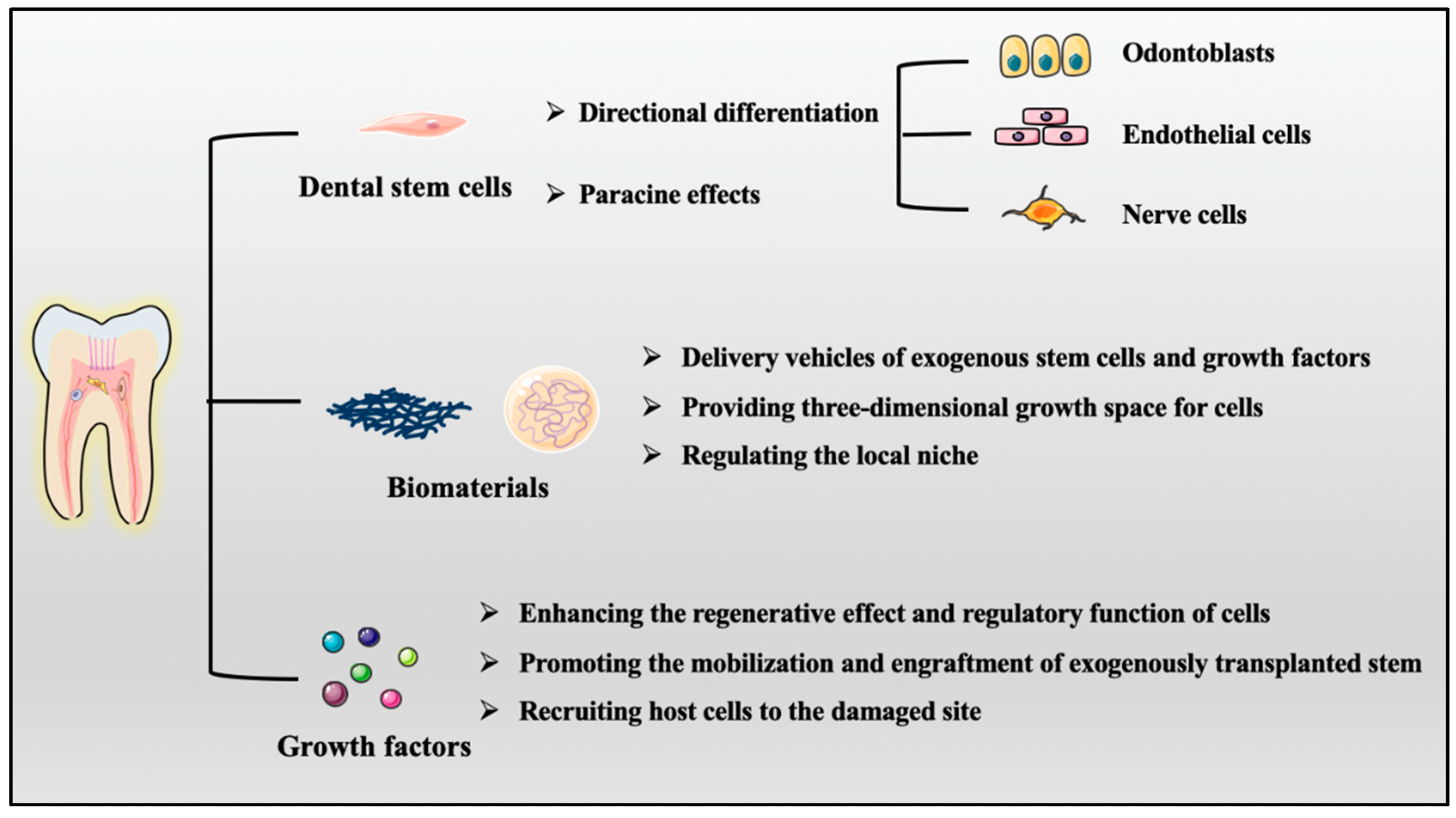 IJMS | Free Full-Text | Functional Dental Pulp Regeneration: Basic ...