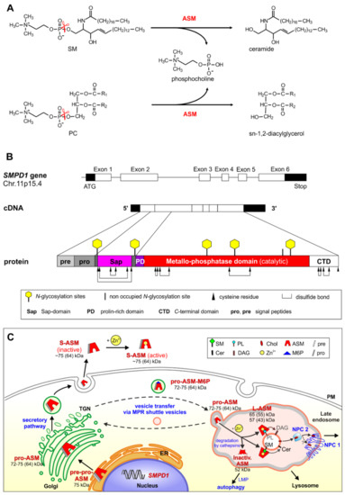 Acid Sphingomyelinase, a Lysosomal and Secretory Phospholipase C, Is ...