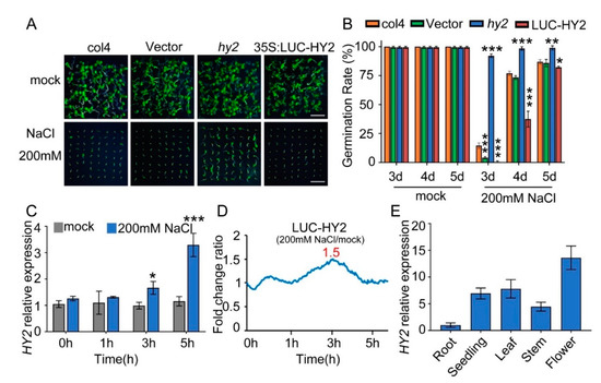 The Arabidopsis HY2 Gene Acts as a Positive Regulator of NaCl Signaling ...