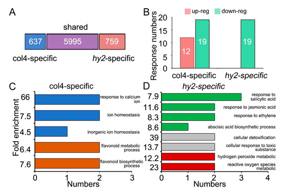 The Arabidopsis HY2 Gene Acts as a Positive Regulator of NaCl Signaling ...