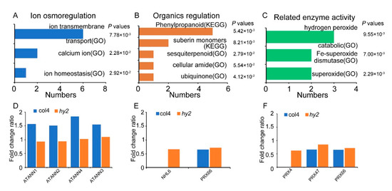 The Arabidopsis HY2 Gene Acts as a Positive Regulator of NaCl Signaling ...