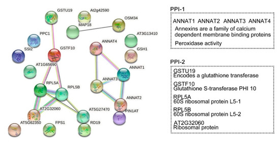 The Arabidopsis HY2 Gene Acts as a Positive Regulator of NaCl Signaling ...