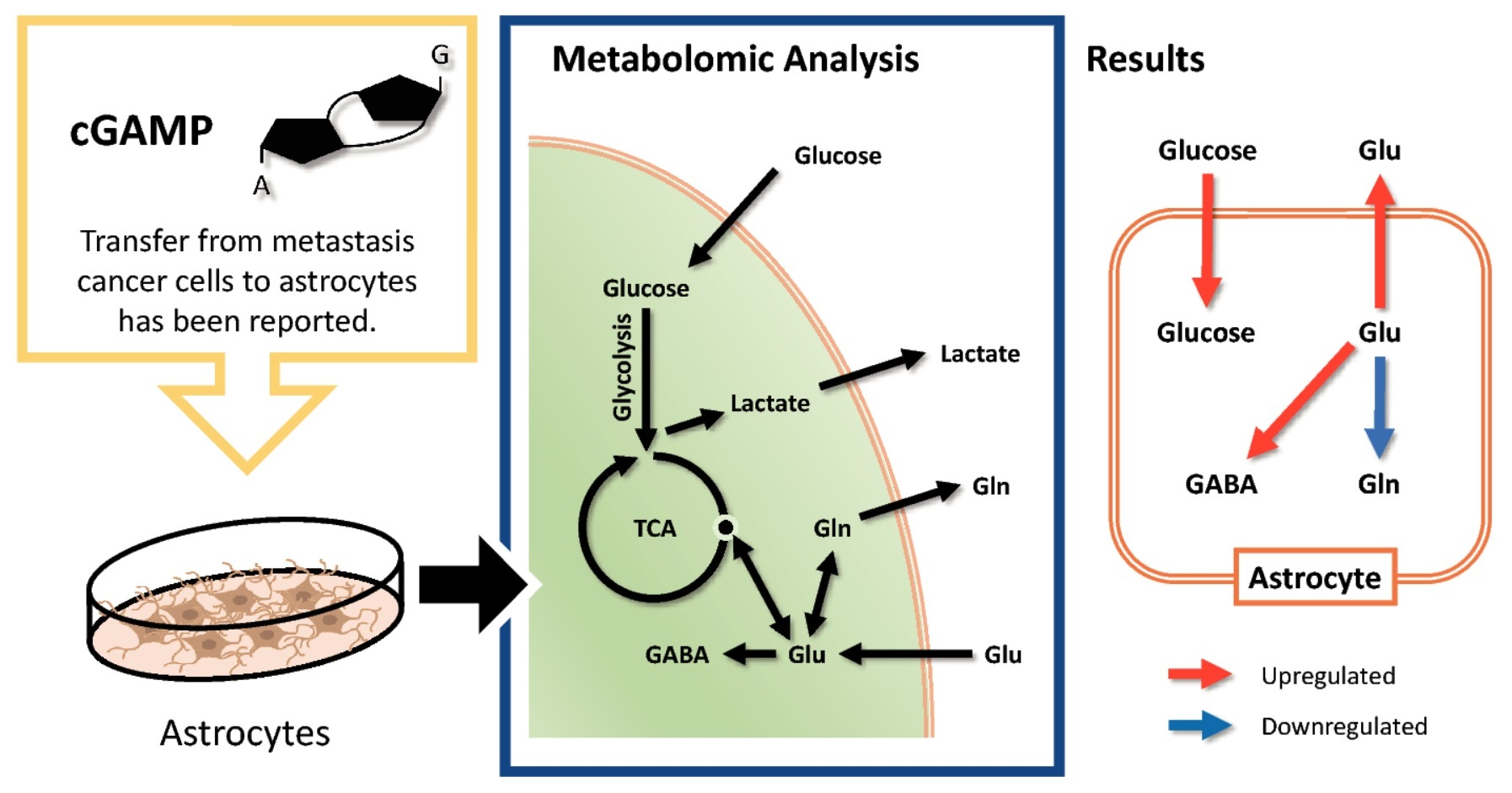 IJMS | Free Full-Text | Effects on Metabolism in Astrocytes Caused by ...