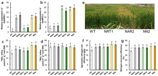 Molecular Regulatory Networks for Improving Nitrogen Use Efficiency in Rice