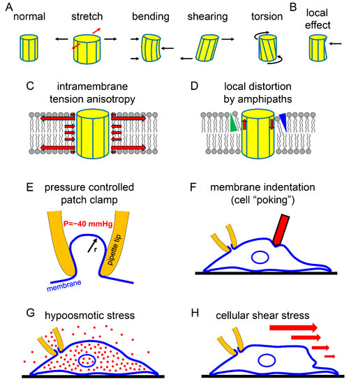 Negative Influence by the Force: Mechanically Induced Hyperpolarization ...