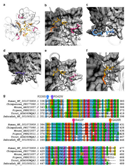 Natural Mutations Affect Structure and Function of gC1q Domain of Otolin-1