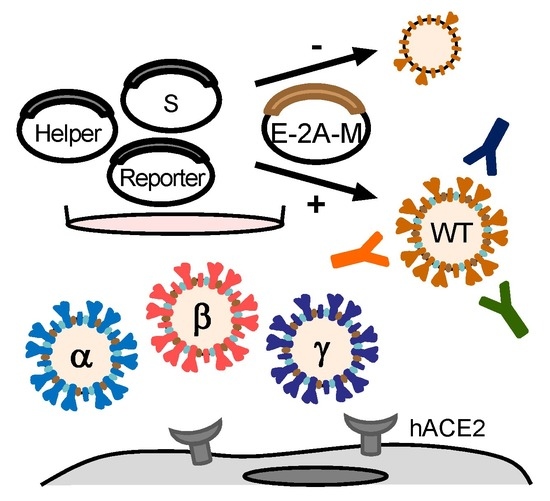 IJMS | Special Issue : SARS-CoV-2 Variants, Antibodies and Vaccines