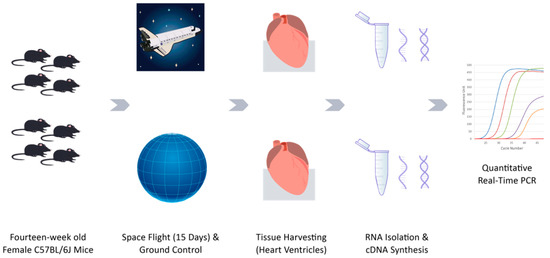 Spaceflight Modulates the Expression of Key Oxidative Stress and Cell ...