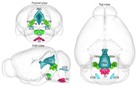 Stress Adaptation and the Brainstem with Focus on Corticotropin ...