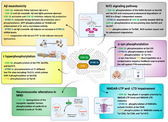 GSK-3β, FYN, and DYRK1A: Master Regulators in Neurodegenerative Pathways