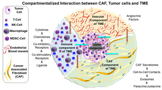 Cancer-Associated Fibroblasts in Conversation with Tumor Cells in ...