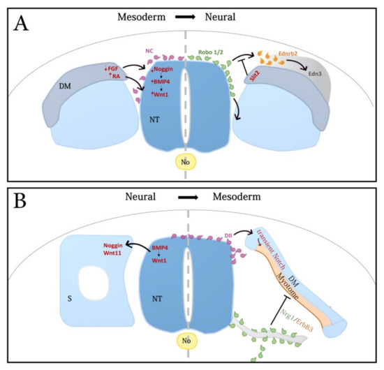From Bipotent Neuromesodermal Progenitors to Neural-Mesodermal Interactions during Embryonic ...