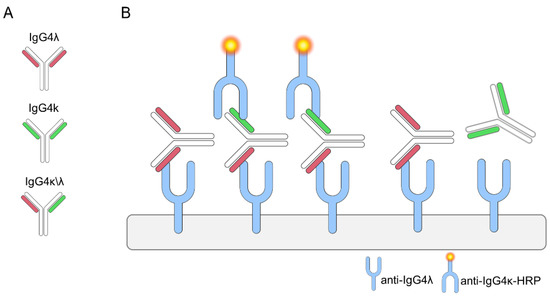 Laboratory Investigation of Hybrid IgG4 k/λ in MuSK Positive Myasthenia ...