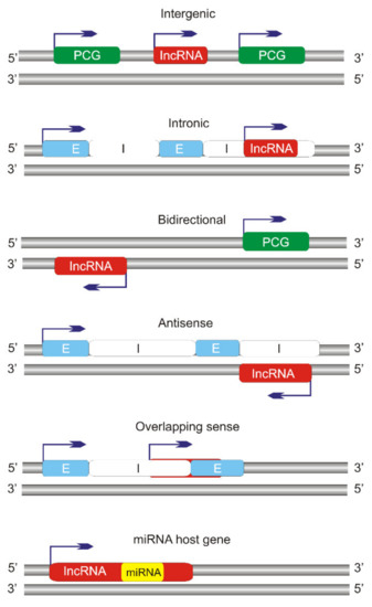 Potential of Long Non-Coding RNAs in Age-Related Macular Degeneration