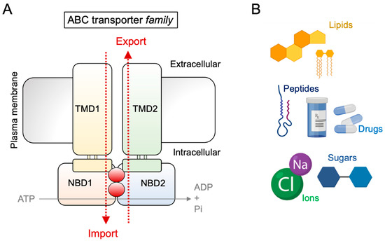 ABC Transporters in T Cell-Mediated Physiological and Pathological ...