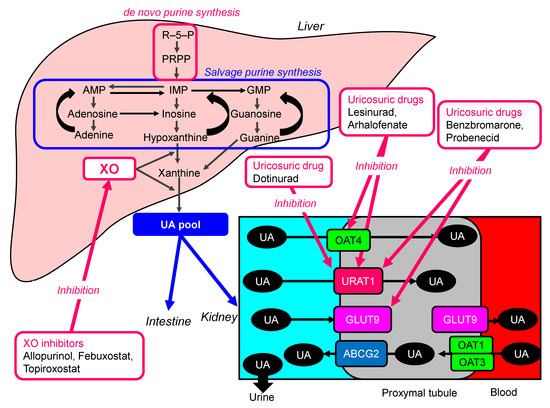 Molecular Biological and Clinical Understanding of the Pathophysiology ...