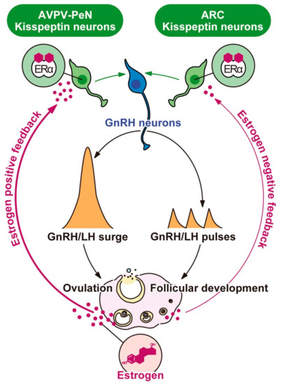 Kisspeptin Neurons and Estrogen–Estrogen Receptor α Signaling ...