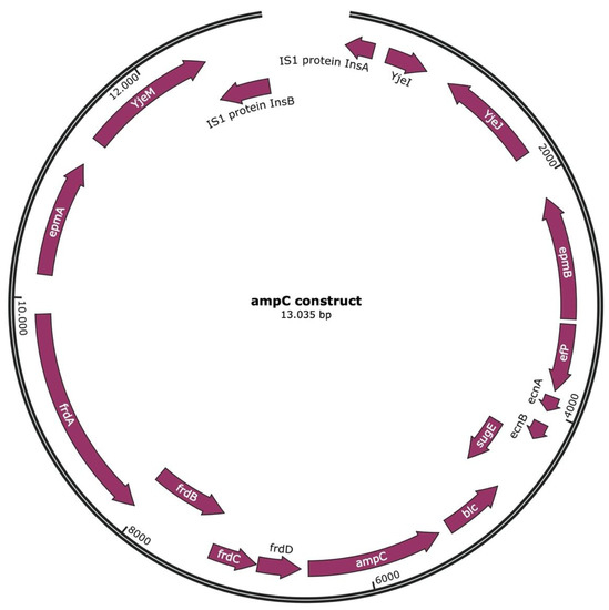 Multiplication of ampC upon Exposure to a Beta-Lactam Antibiotic ...
