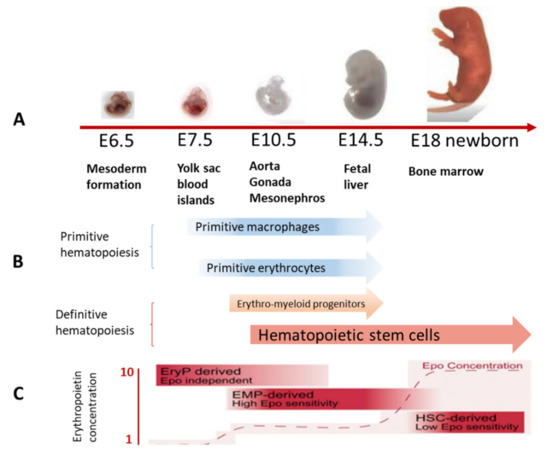 Hematopoiesis during Ontogenesis, Adult Life, and Aging